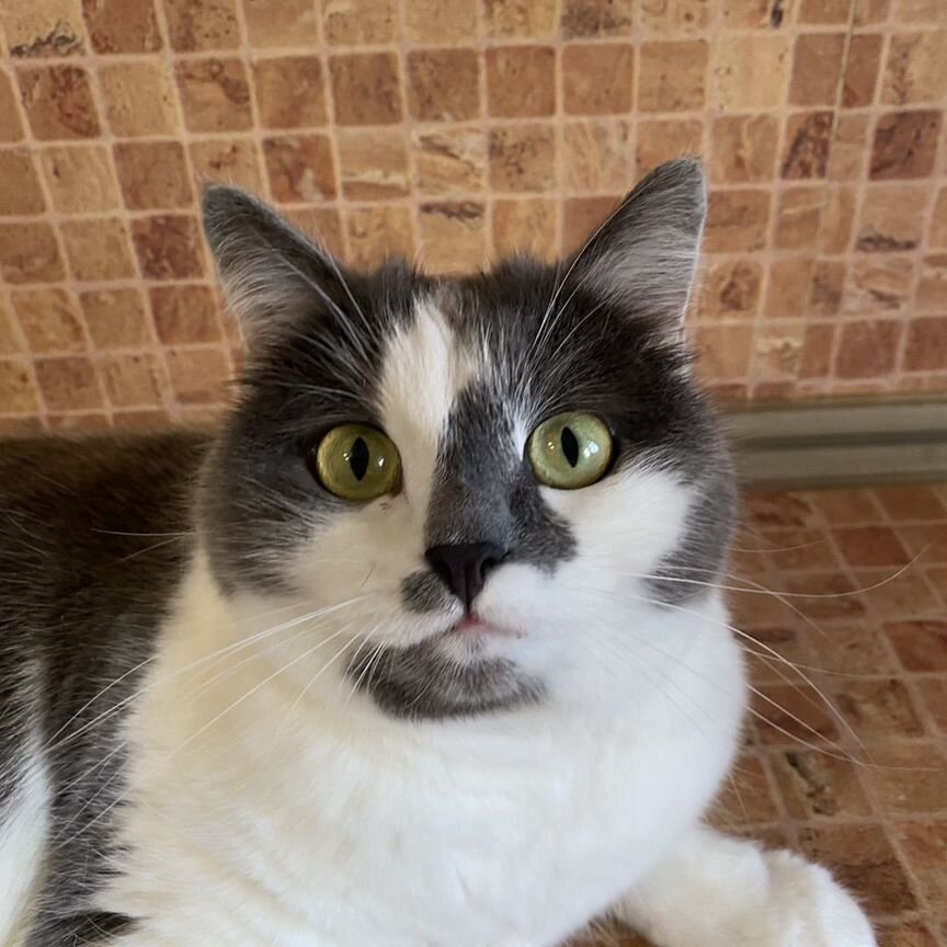 Кошечка Мия