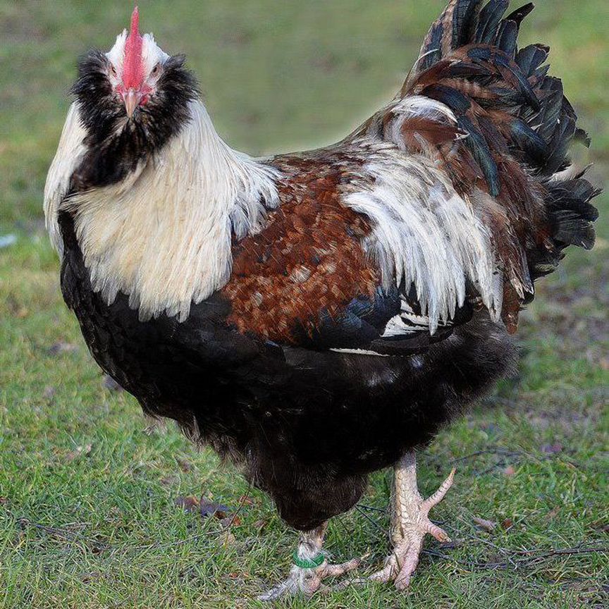 Петушки фавероль 6 месяцев