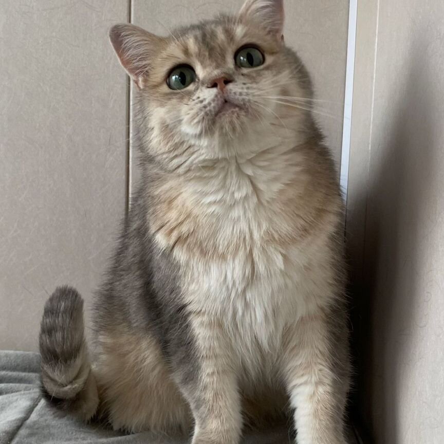 Кот голубое золото