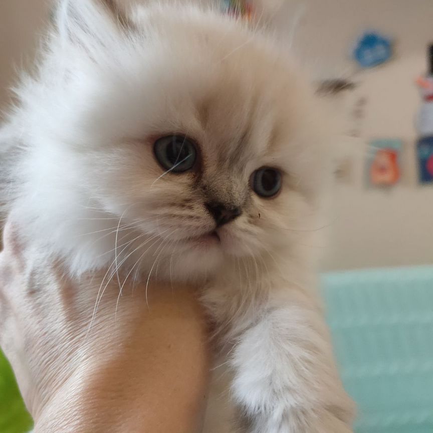 Шотландская кошечка, Хайленд страйт