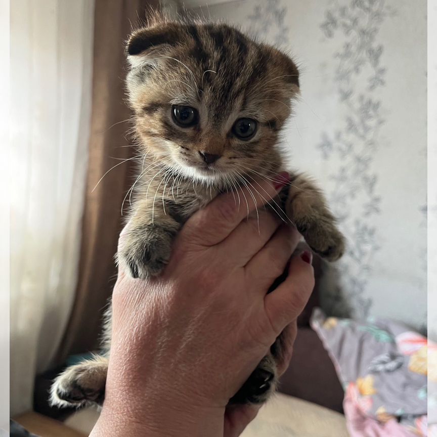 Шотландский вислоухий короткошёрстный котёнок