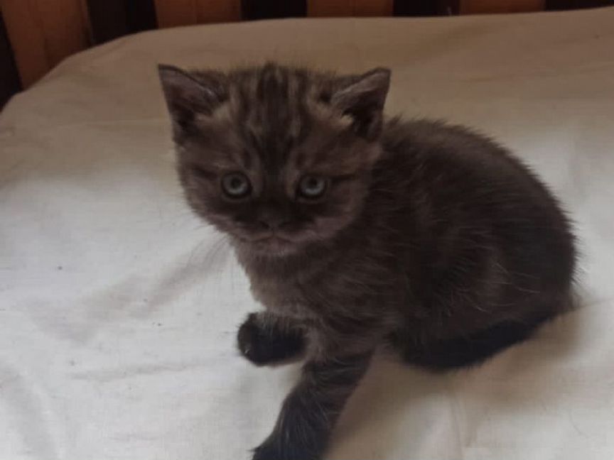 Британские котята