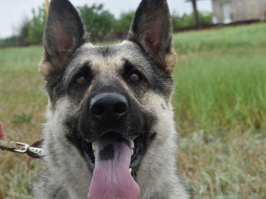 Восточноевропейская овчарка