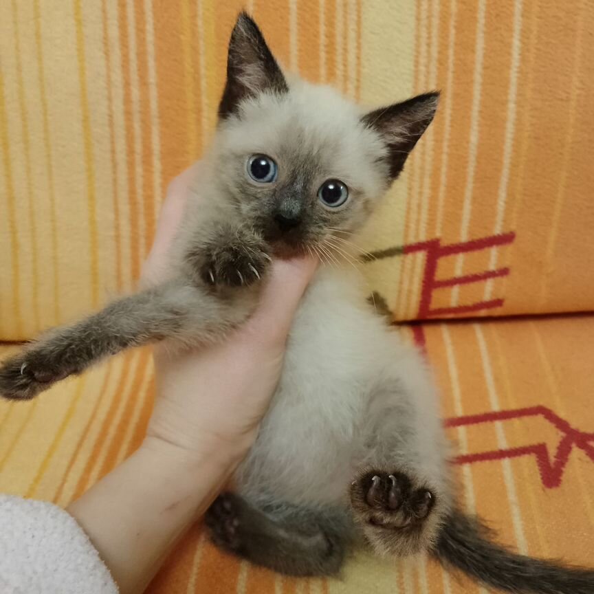 Сиамские котята