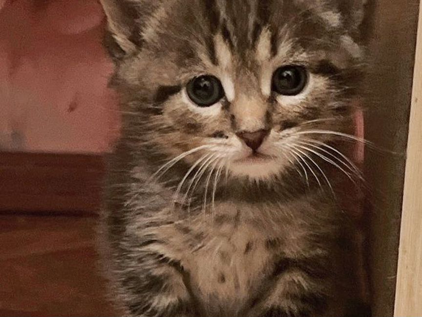 Малюсенький котенок сирота ищет самые добрые руки