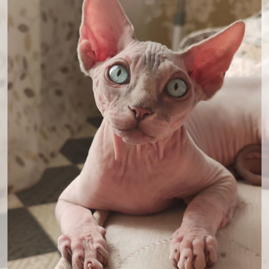 Канадский сфинкс котёнок