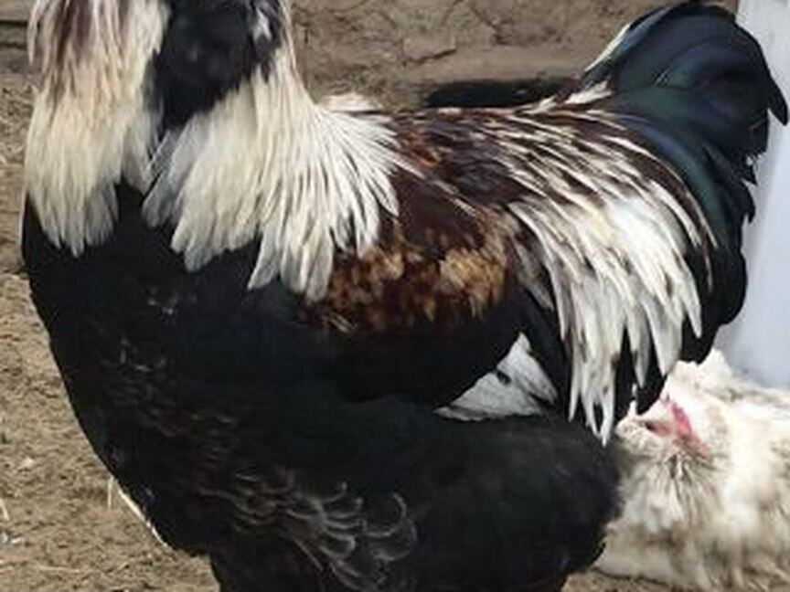 Продам петухов фаверолей лососевый