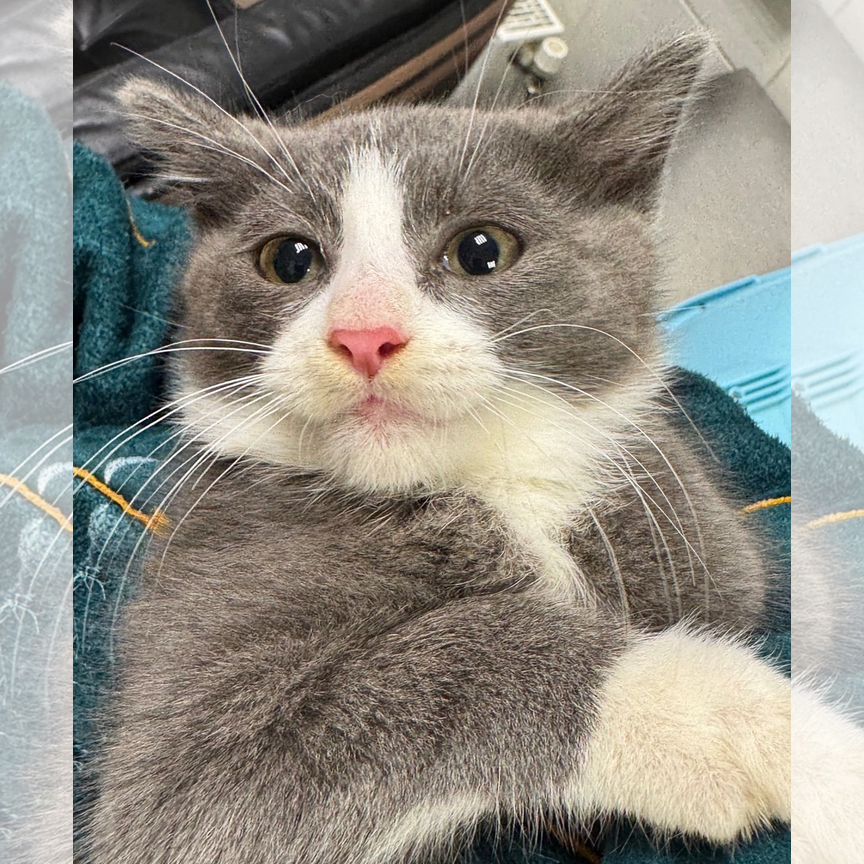 Котёнок в добрые руки