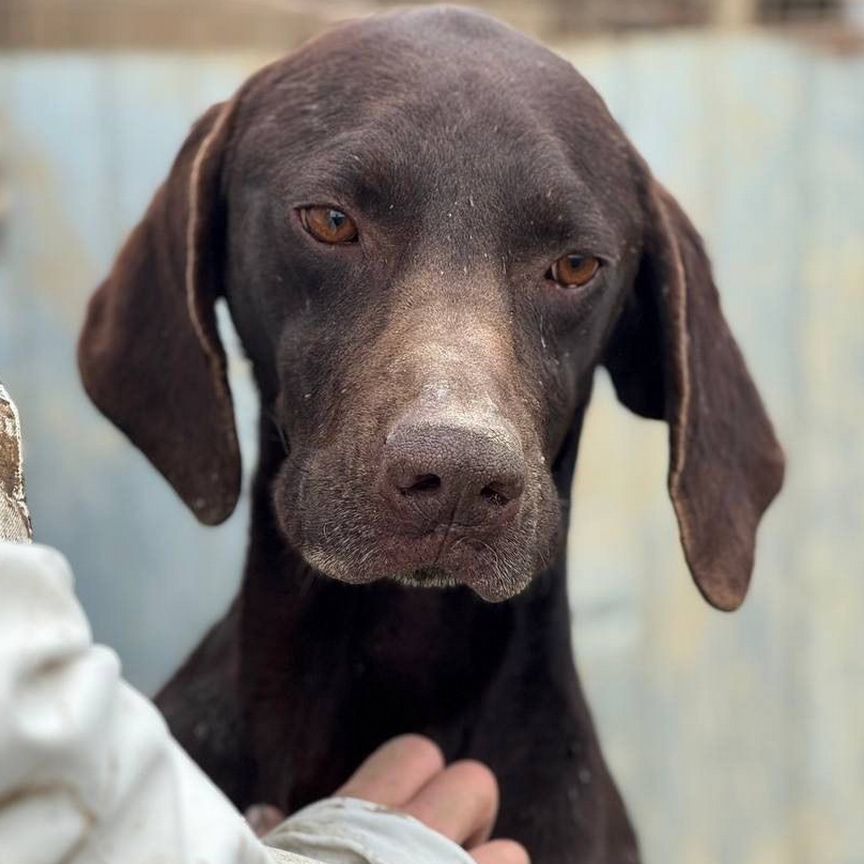 Курцхаар, взрослый пёс