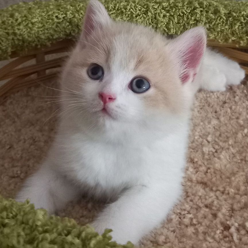 Британский котенок в любимцы