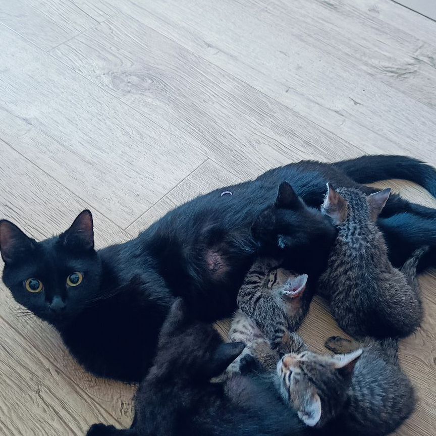 Котята
