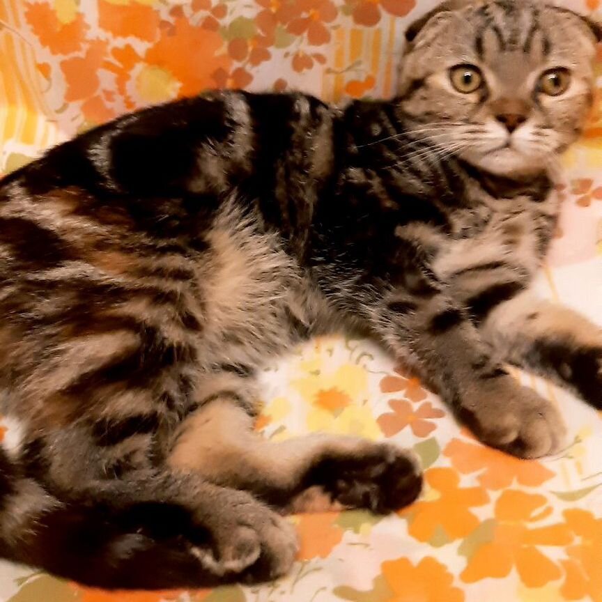 Шотландский вислоухий короткошёрстный котёнок