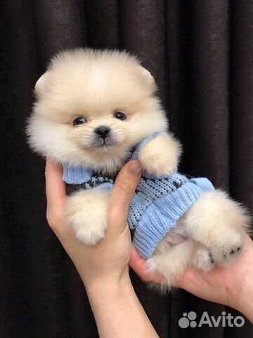 Шпицы mini и померанцы