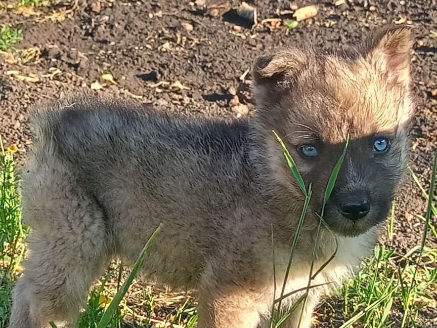 Отдам в добрые руки щенков