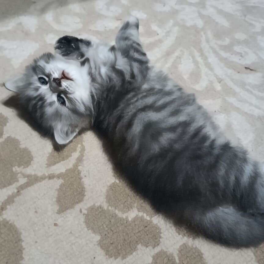 Шотландский вислоухий длинношёрстный котёнок