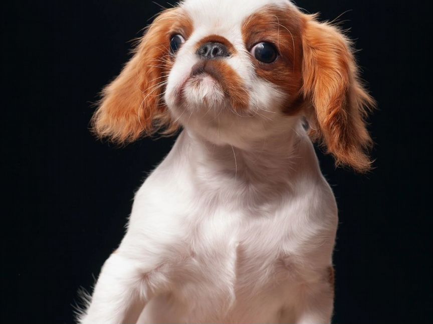 Кинг чарльз спаниель