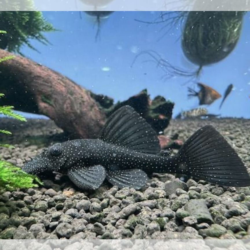 Анциструс звездчатый l181