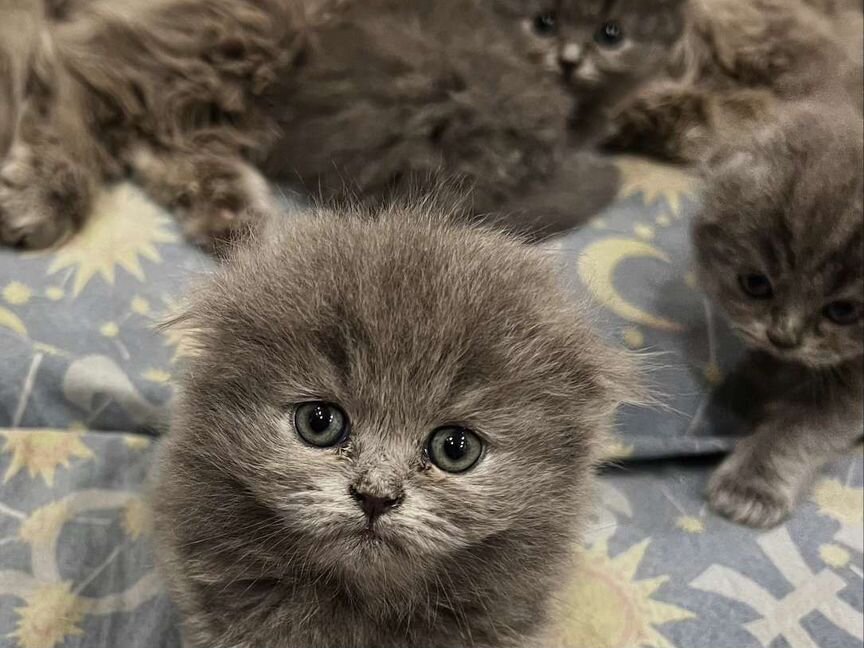 Котята