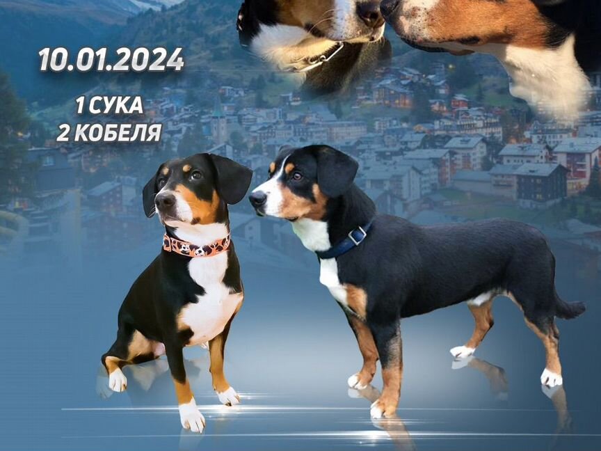 Щенки энтлебухер зенненхунд