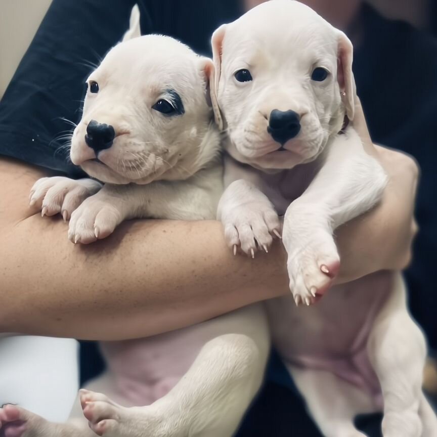 Аргентинский дог, щенок