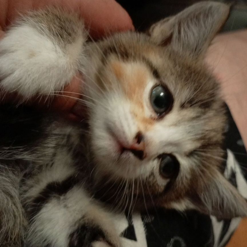 Котята