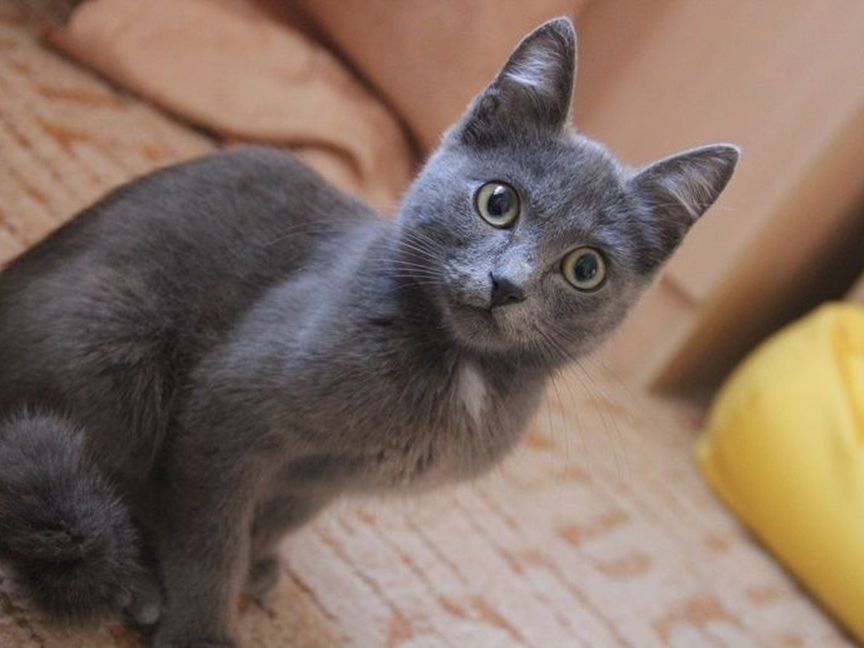 Русская голубая девочка