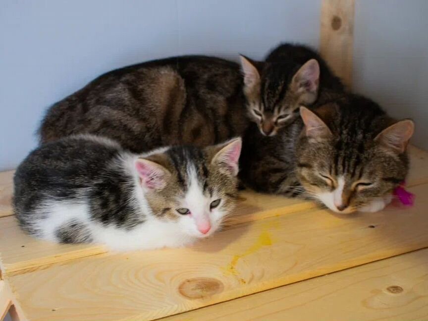 Прелестные котятки