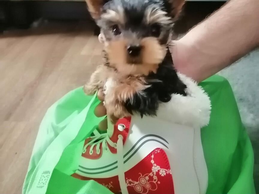 Милые йорики