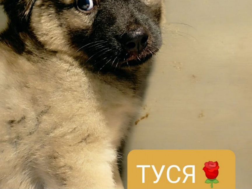 Милые щенята