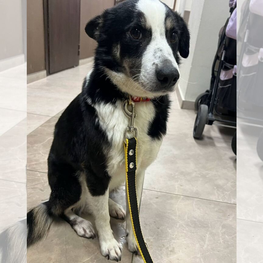 Взрослый пёс в добрые руки