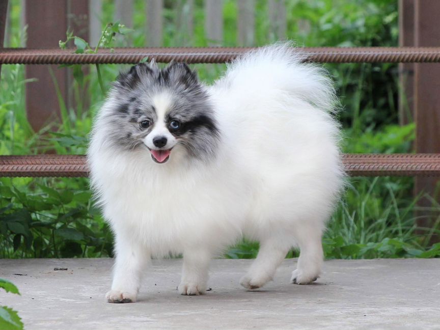 Шпиц девочка, подрощенная