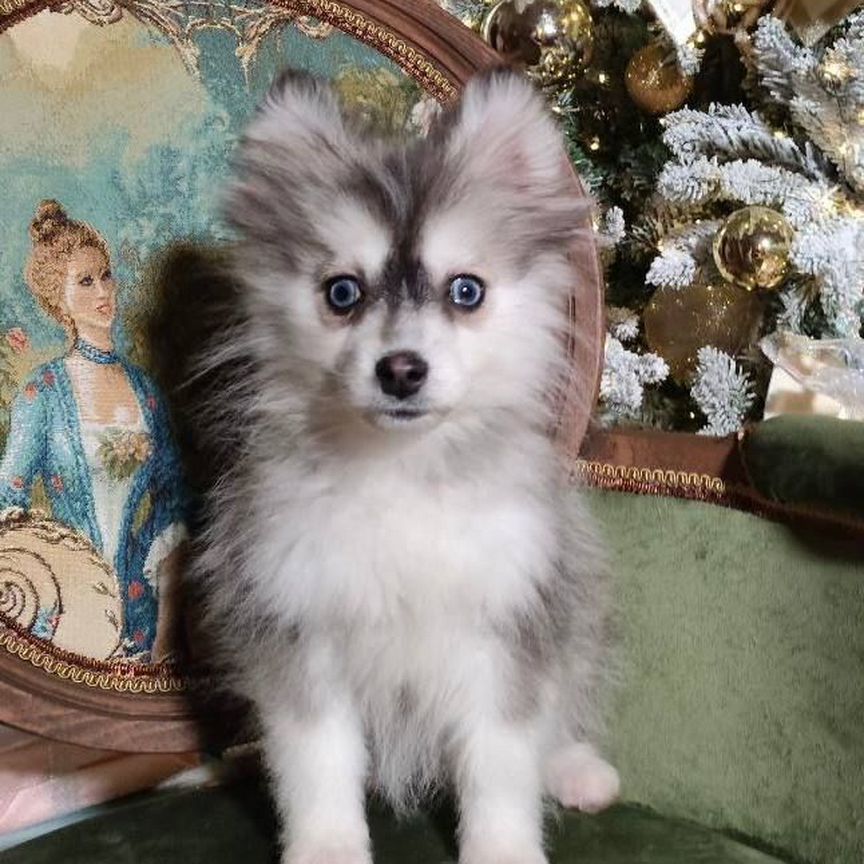 Помски, щенок