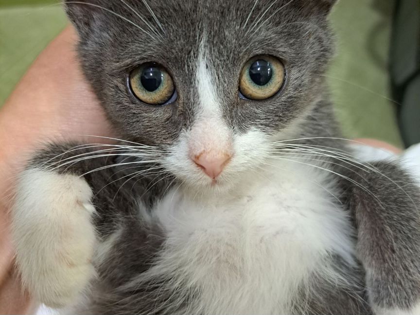 Ласкушечный котенок 2.5 мес бесплатно
