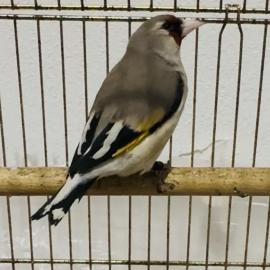 Седоголовый щегол