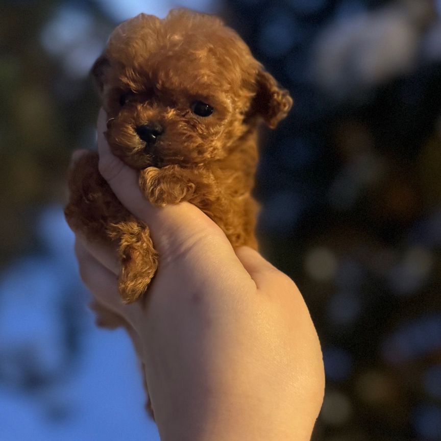 Тикап пудель