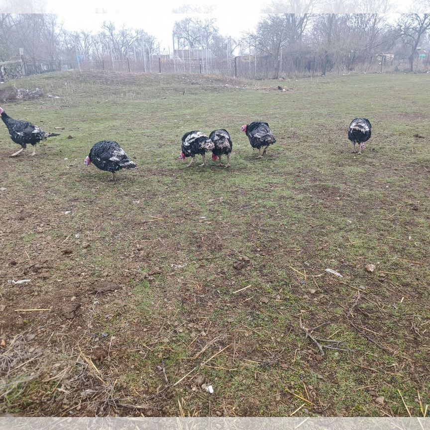 Индюки домашние