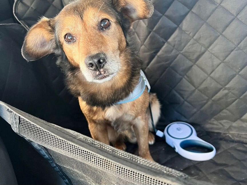 Пёс-супер в добрые руки