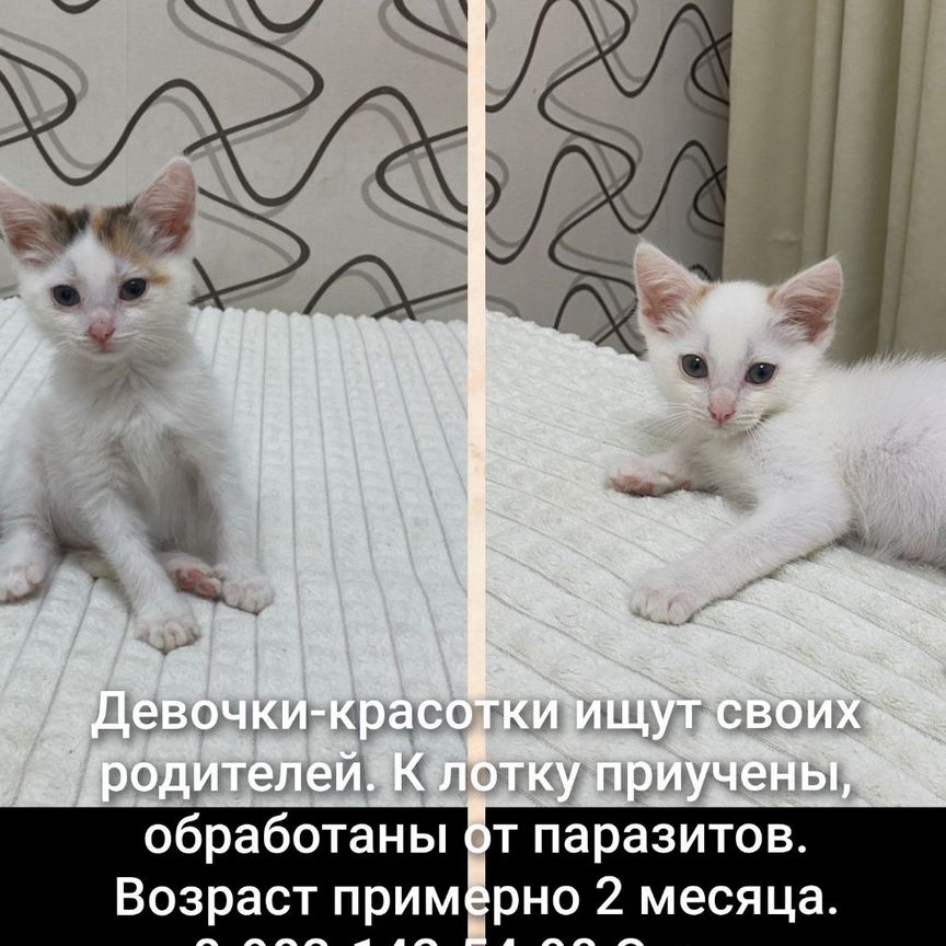 Котята в добрые руки бесплатно