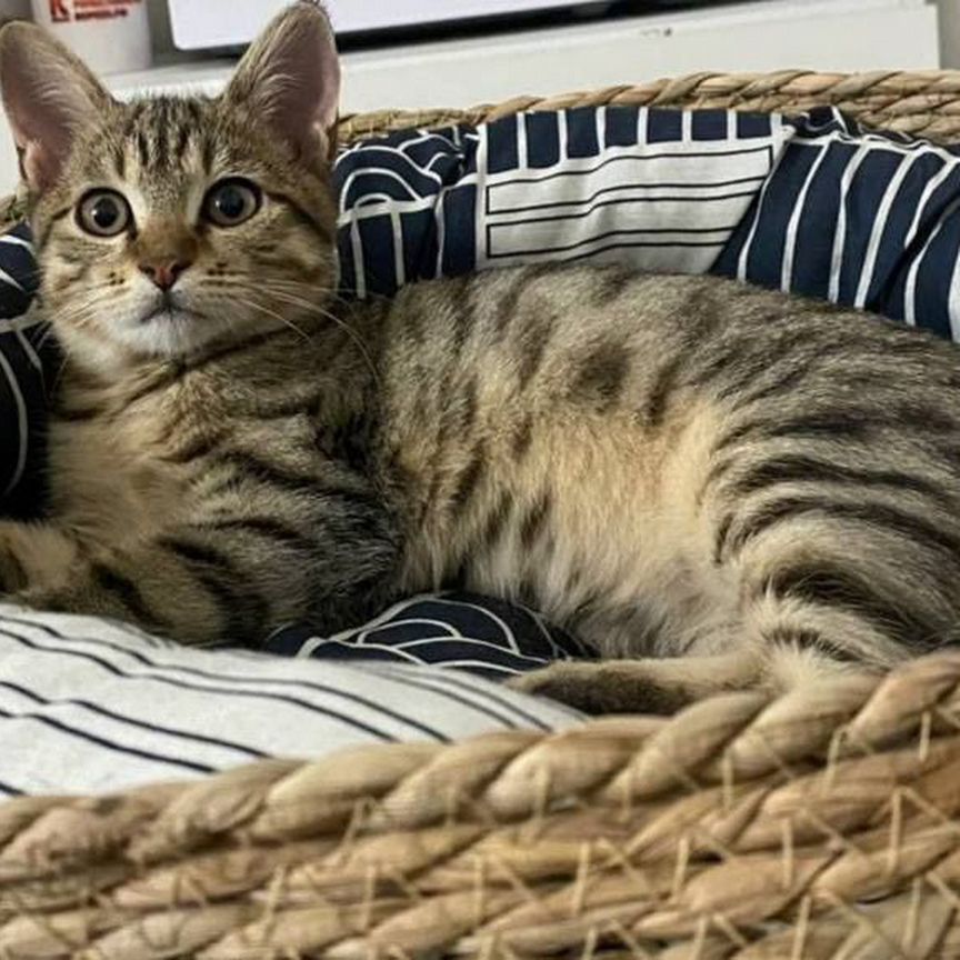 Котенок девочка в дар