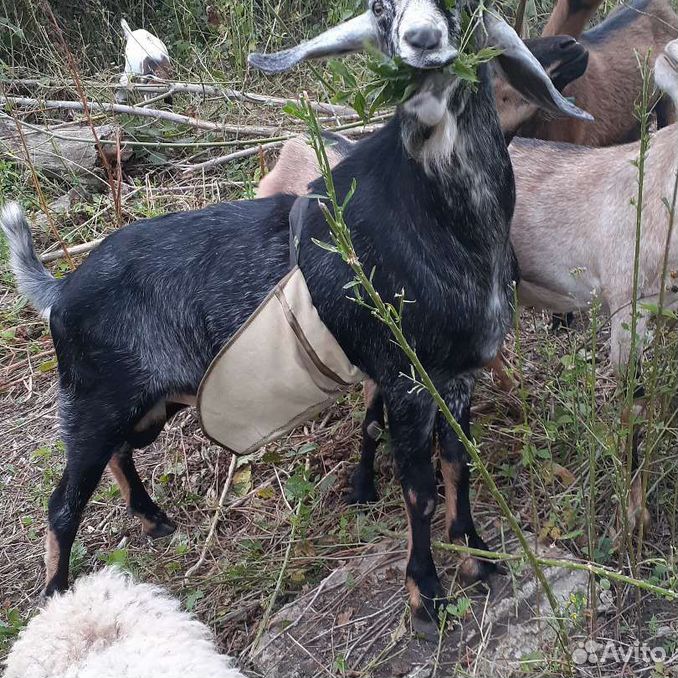 Козёл на племя