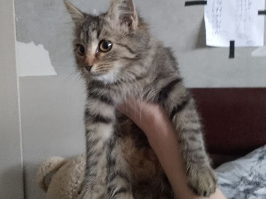 Кошка