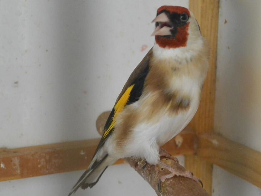 Самка щегла