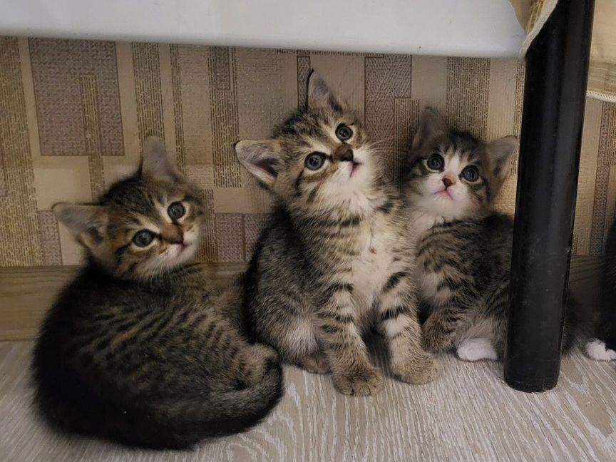 Котята из приюта бесплатно приучены к лотку