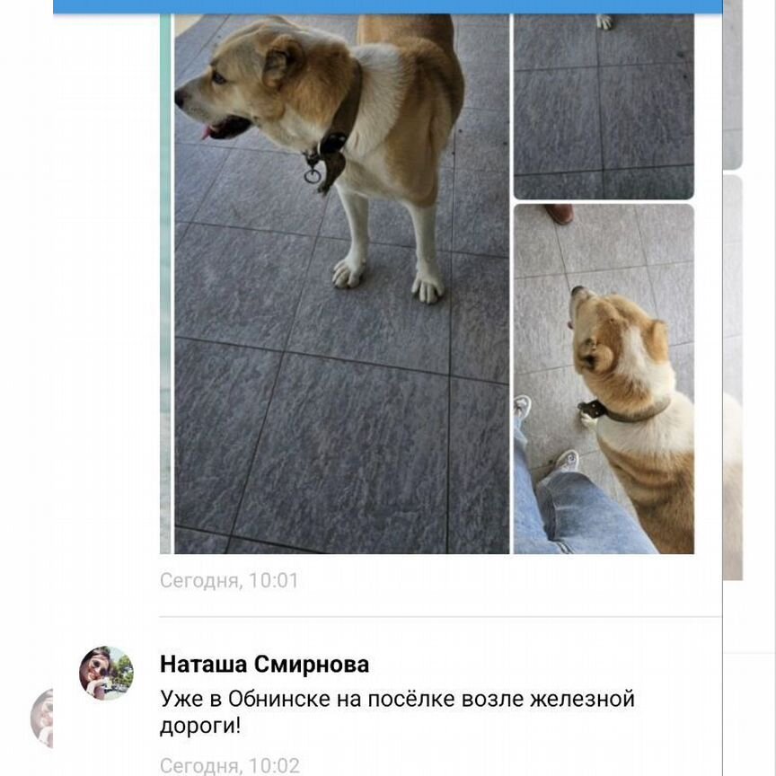 Взрослая собака в добрые руки