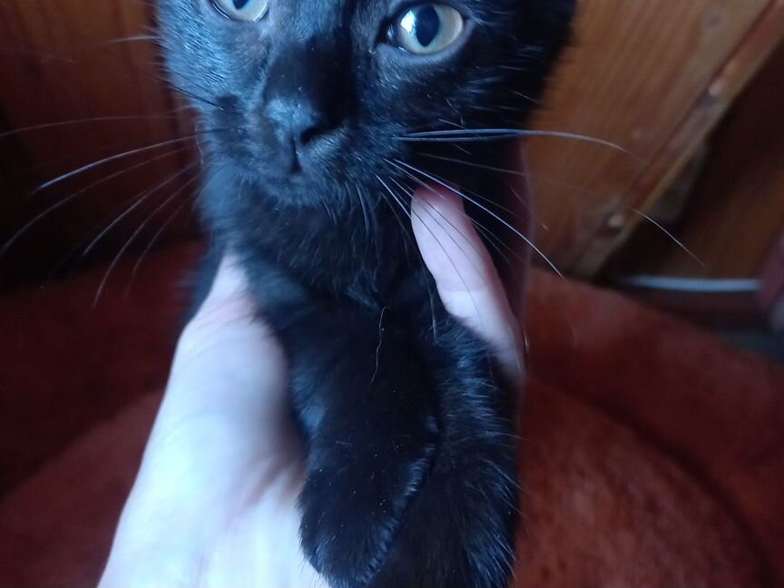 Отдам в добрые руки