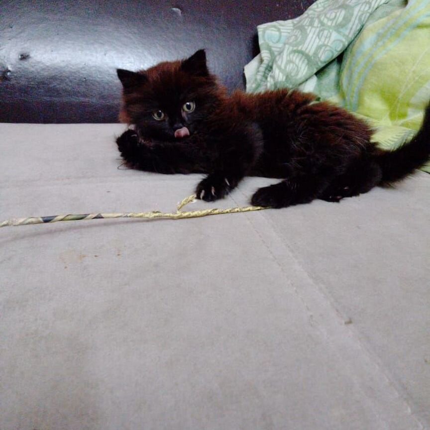 Кошка