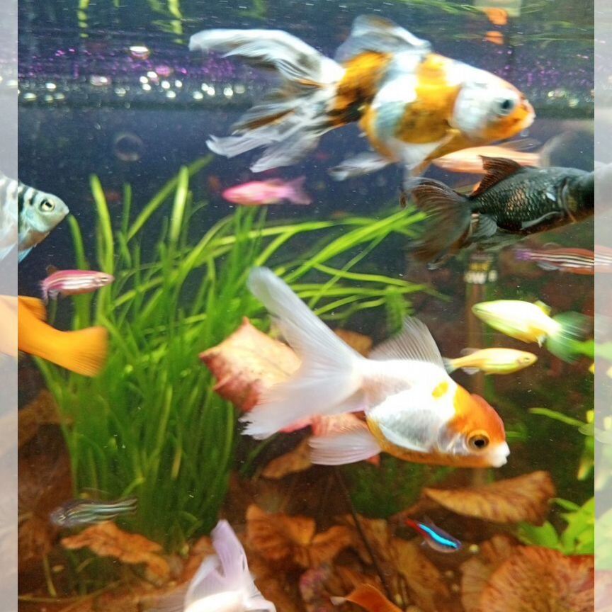 Продам рыбок