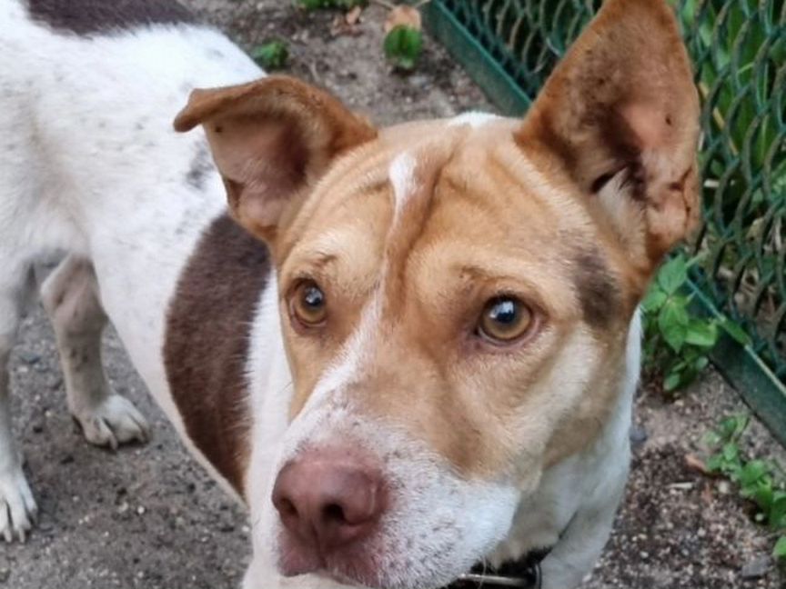 Найден пёс Джонни,метис/может джек-рассел