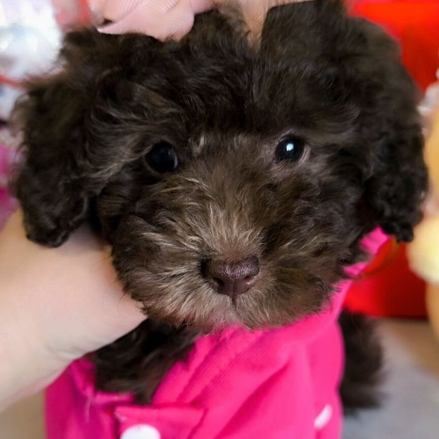 Той-пудель, щенок