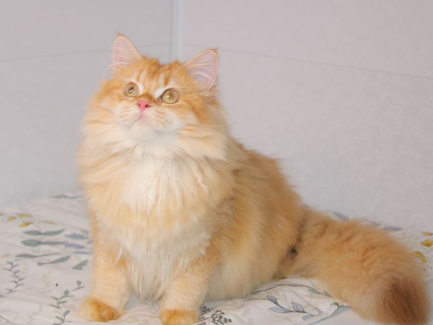 Циннамон золотой котик